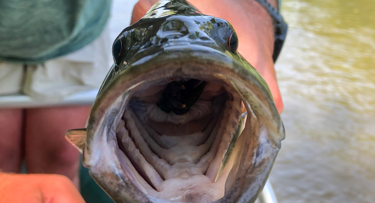 Five Tips for Figuring Out What the Smallies are Eating | Davidson ...